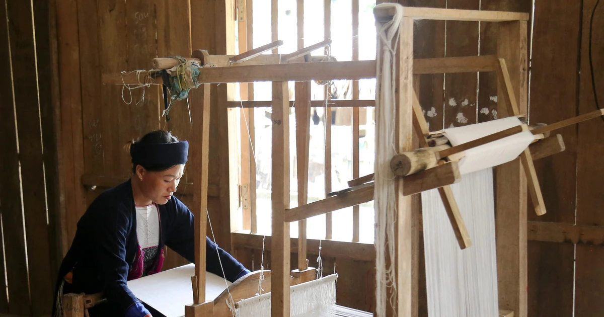 Trắng ngà sợi tơ Trà Chẩu | Báo Lào Cai điện tử