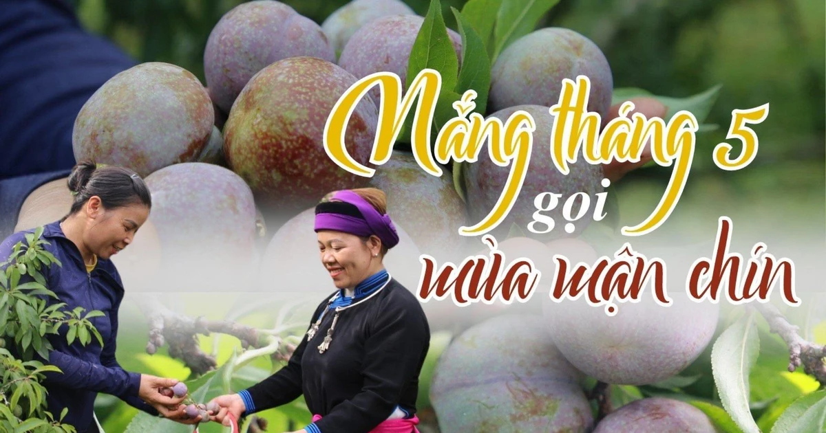 Nắng tháng 5 gọi mùa mận chín | Báo Lào Cai điện tử
