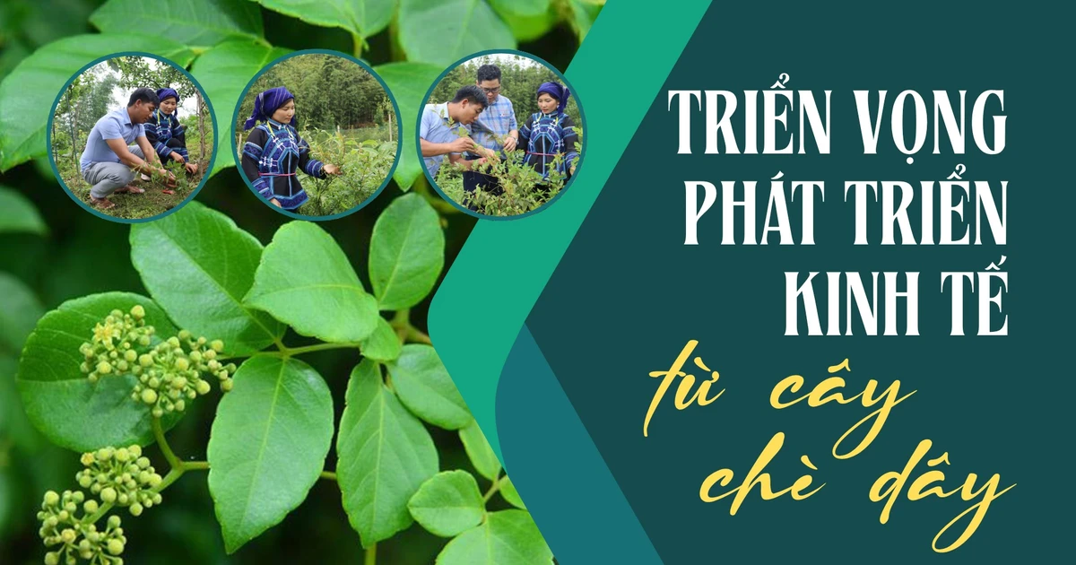Triển vọng phát triển kinh tế từ cây chè dây | Báo Lào Cai điện tử