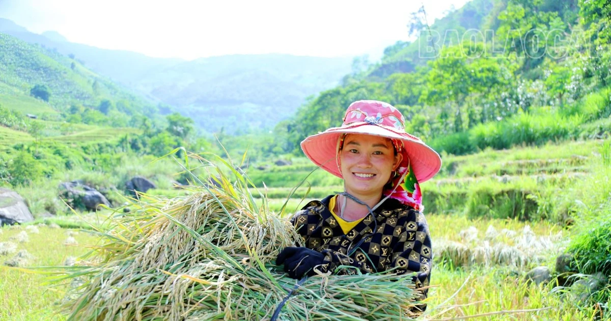 Nông dân vùng "rốn lũ" Tùng Chỉn phấn khởi được mùa lúa Séng cù | Báo Lào Cai điện tử