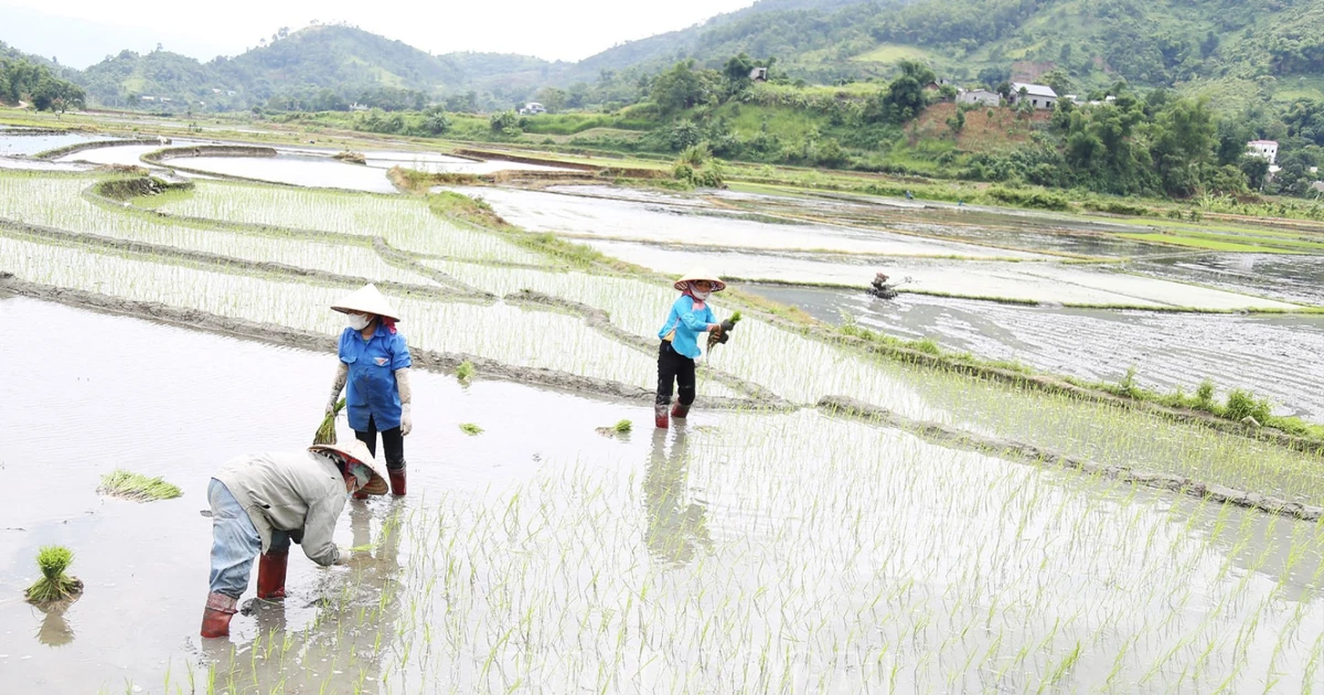 Nông dân Mường Vi xuống đồng gieo cấy lúa Séng cù vụ mới | Báo Lào Cai điện tử