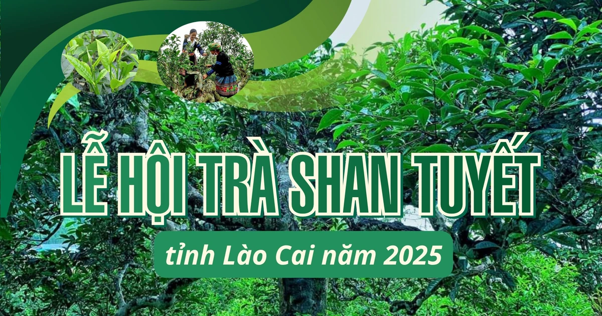 INFOGRAPHIC: LỄ HỘI TRÀ SHAN TUYẾT TỈNH LÀO CAI NĂM 2025