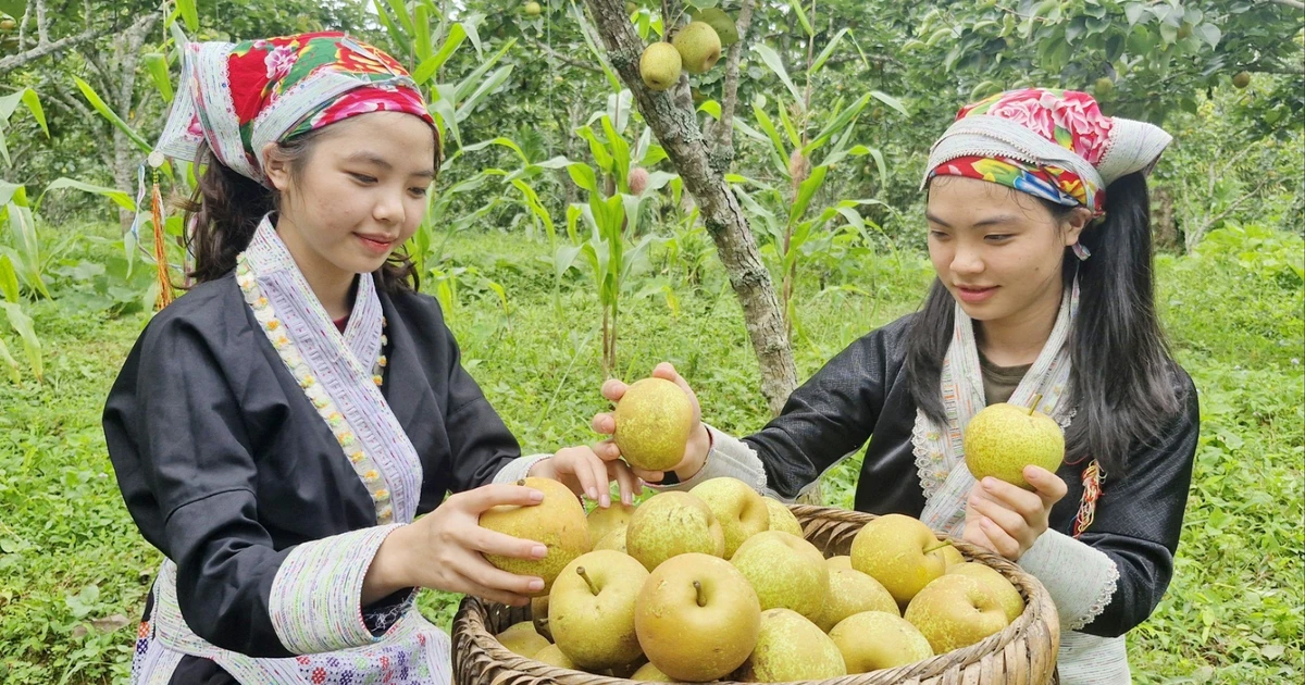 Nông dân Mường Hum thu 1,8 tỷ đồng từ lê Tai Nung | Báo Lào Cai điện tử