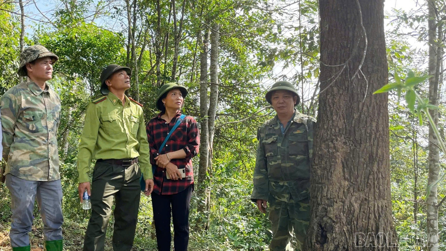 Lào Cai giảm 73 vụ vi phạm pháp luật về lâm nghiệp so với năm 2024 ...