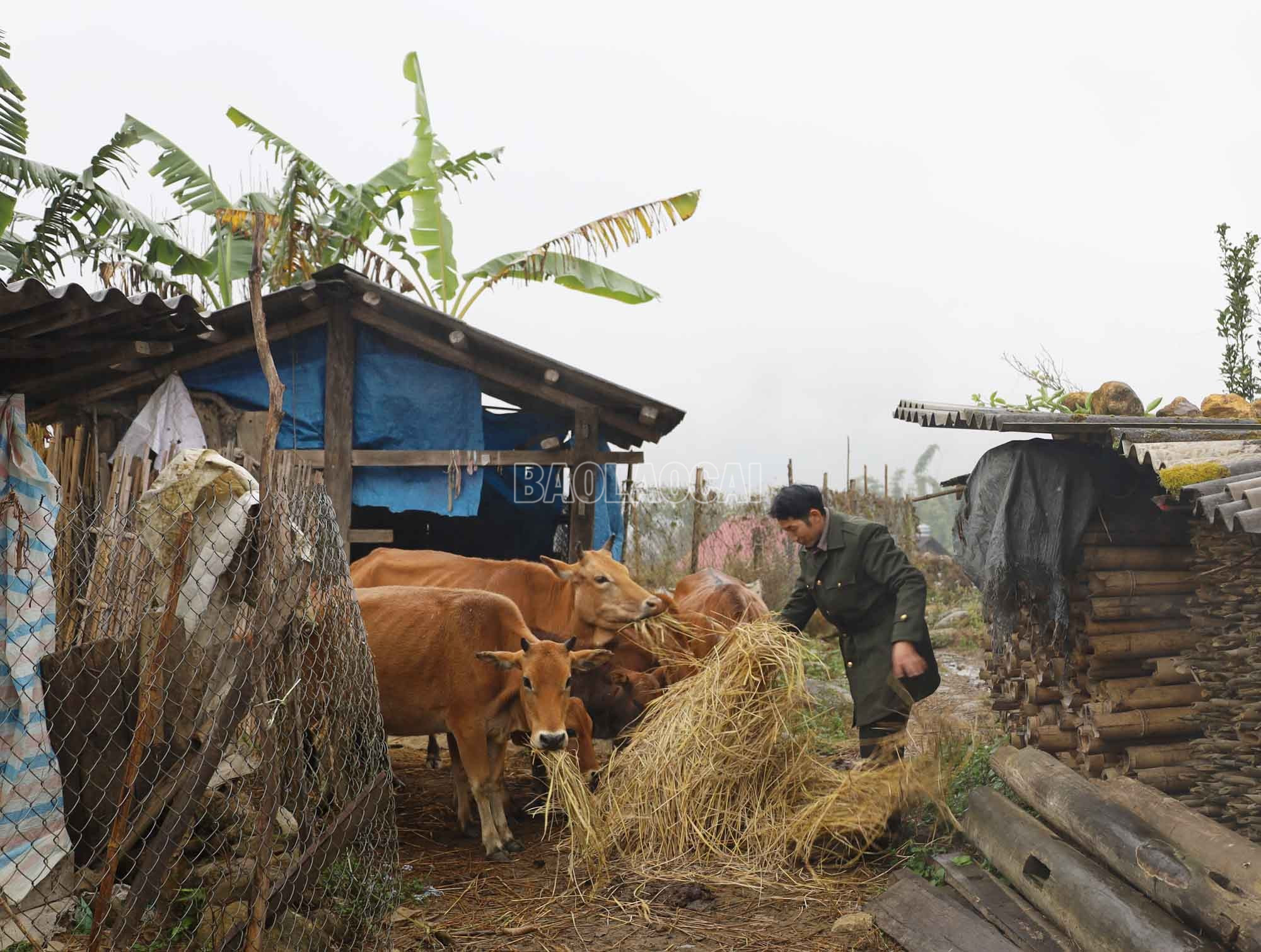 Highland communes are tightening measures to protect livestock from the ...